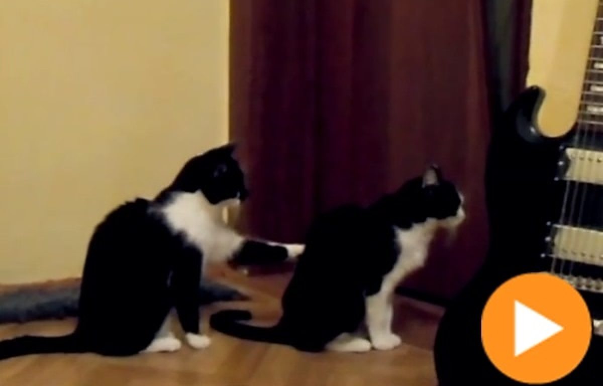 Este gatico se intenta disculpar