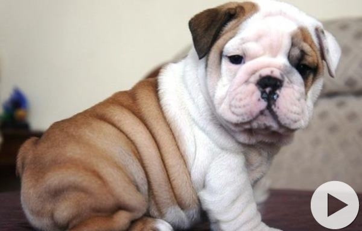 Este bulldog es el perro más tierno del mundo