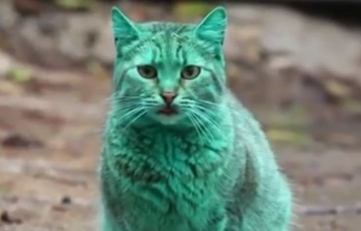 Extraño gato esmeralda