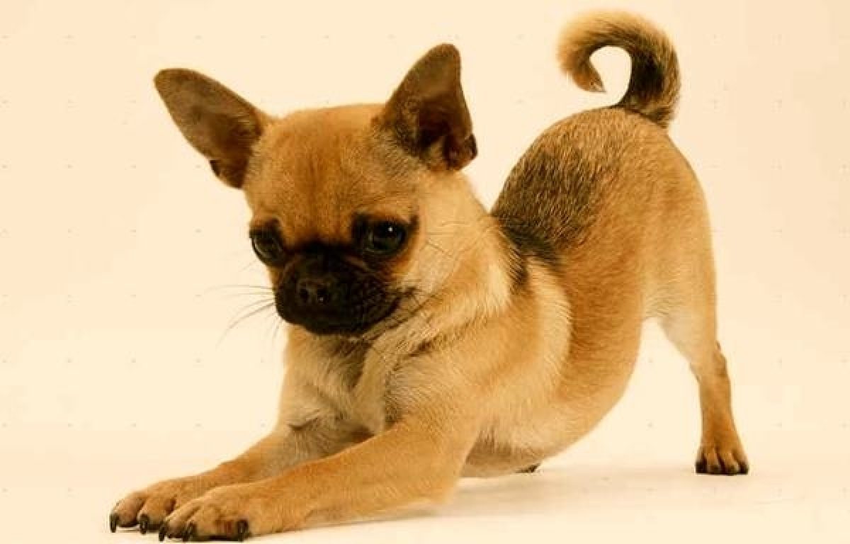 El perro más tramposo de la historia
