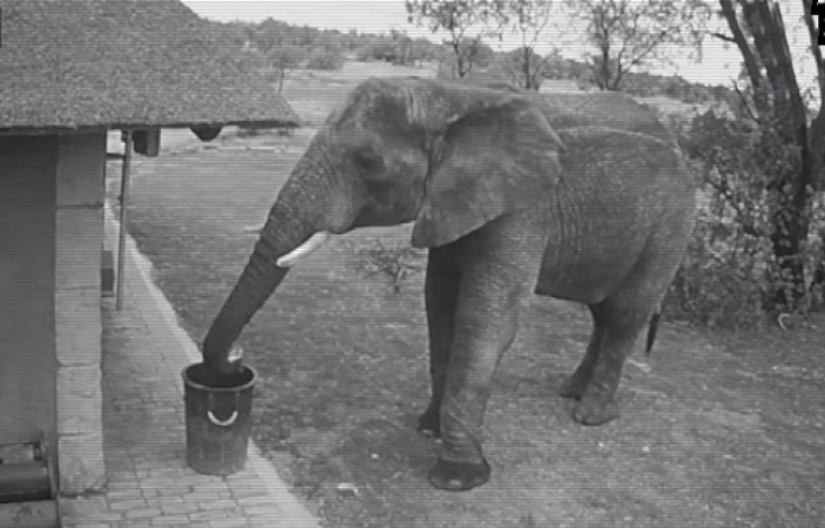 El elefante más limpio y organizado