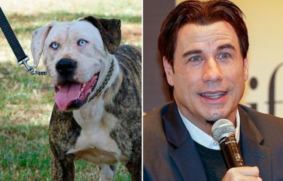 Estas mascotas se parecen a sus dueños