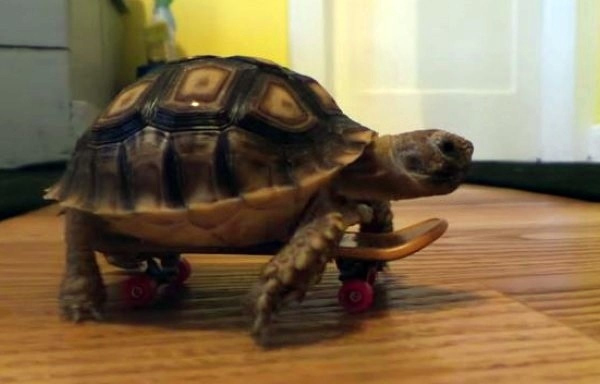 Lo tortuga que monta patineta