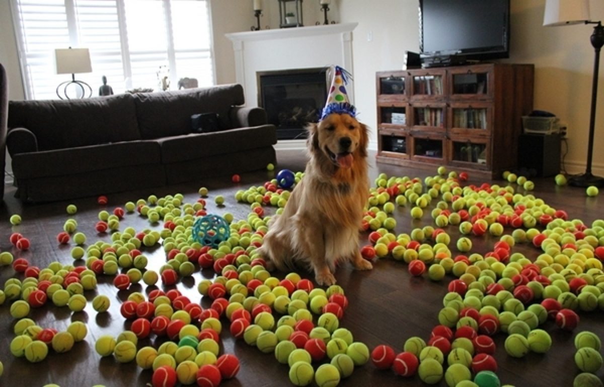 800 pelotas fueron el regalo de cumpleaños para este cachorro