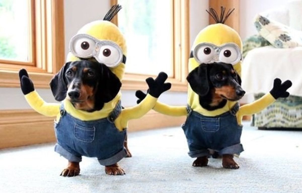 Perros se convierten en minions