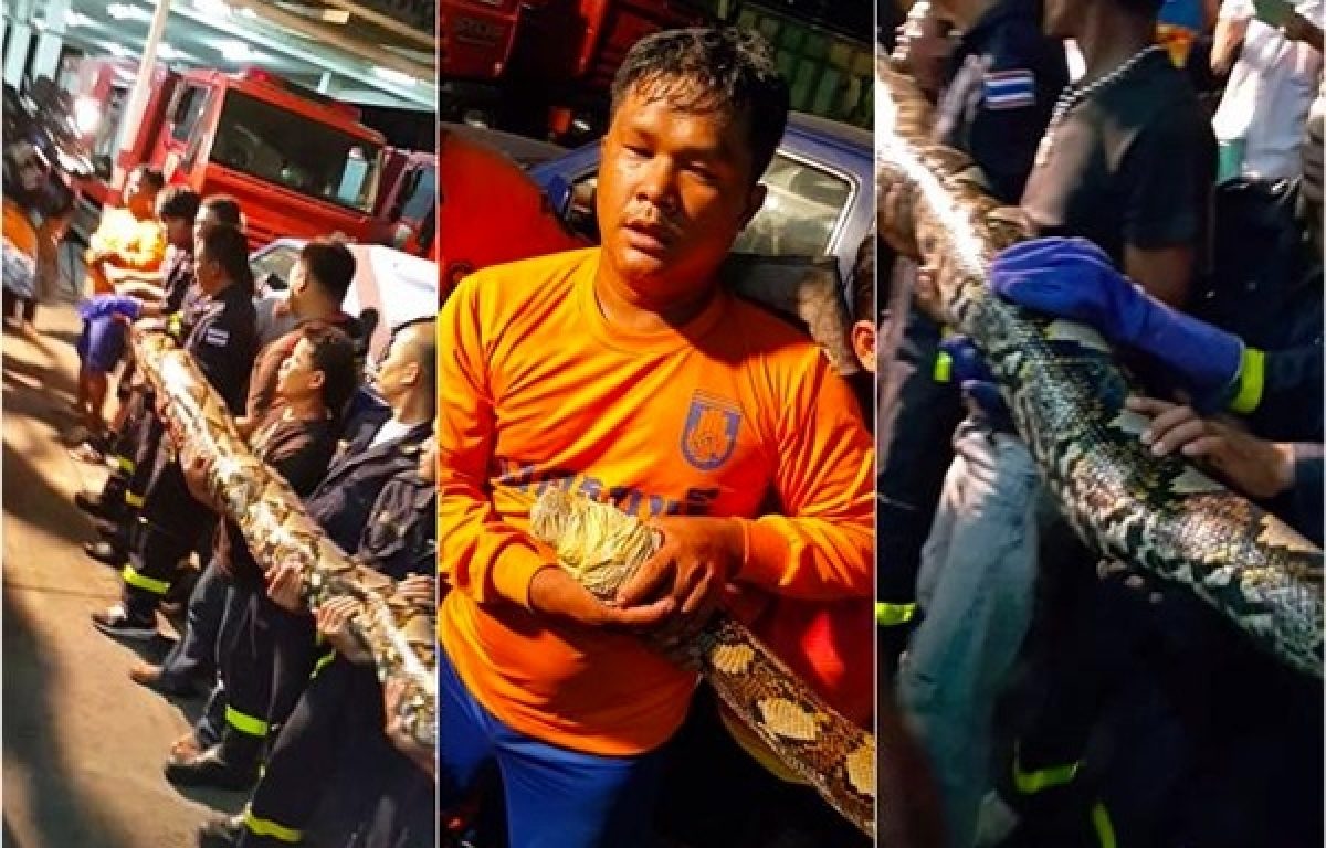 Encuentran un pitón grande en un restaurante