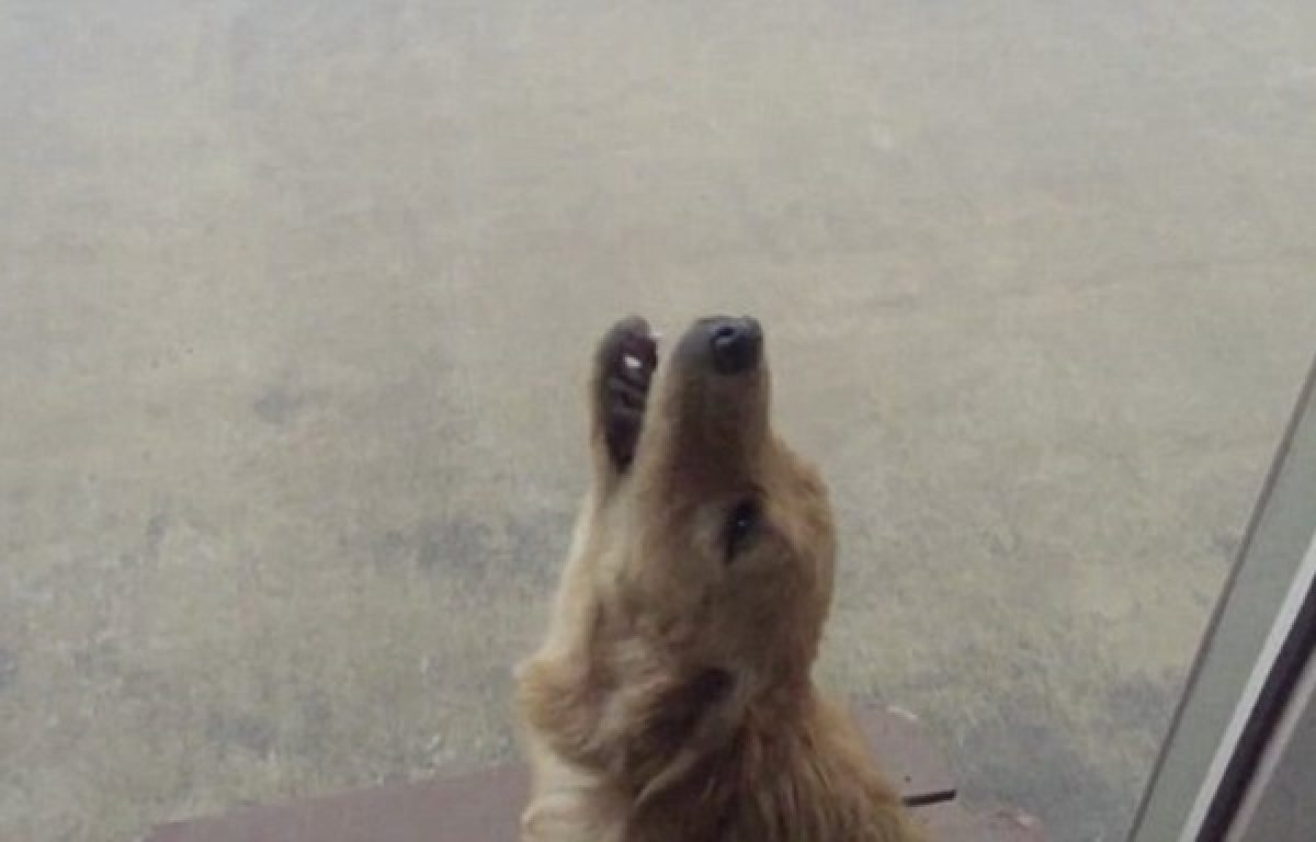 ¿Habías visto un perro asombrado por la lluvia?