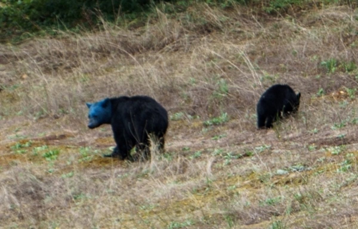 Oso azul: Más raro que un perro a cuadros (Video)