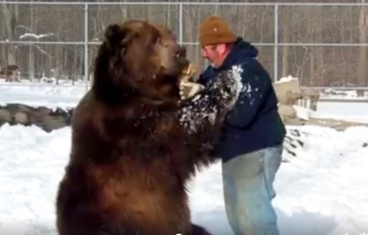 Amistad entre oso y su cuidador ¡conmueve las redes!