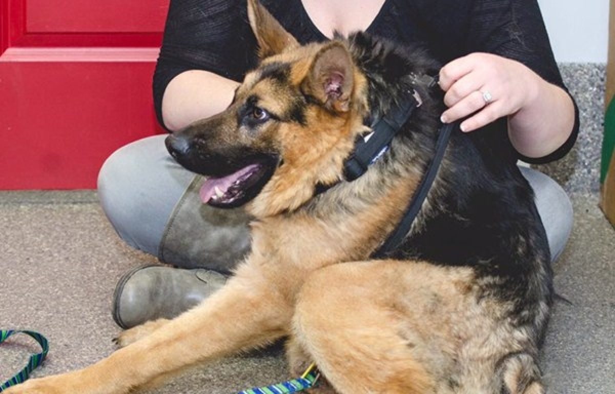 El perro más extraño del mundo