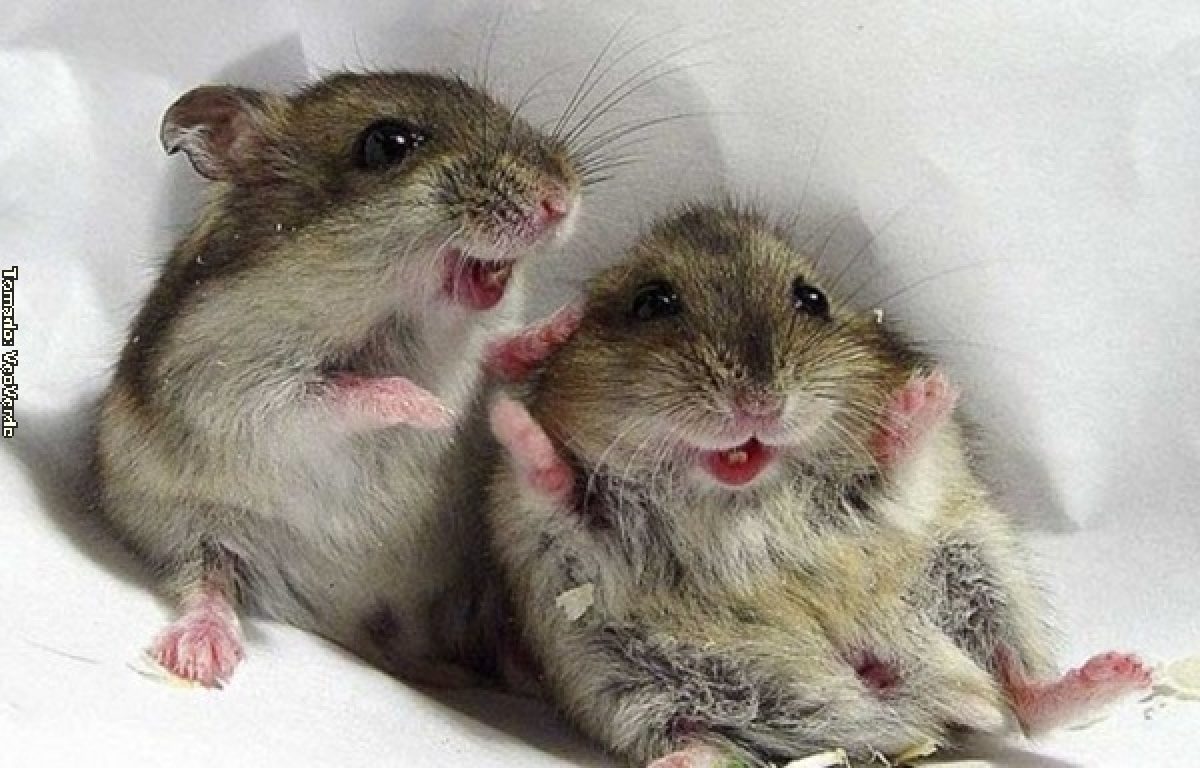 Las ratas también sufren de cosquillas
