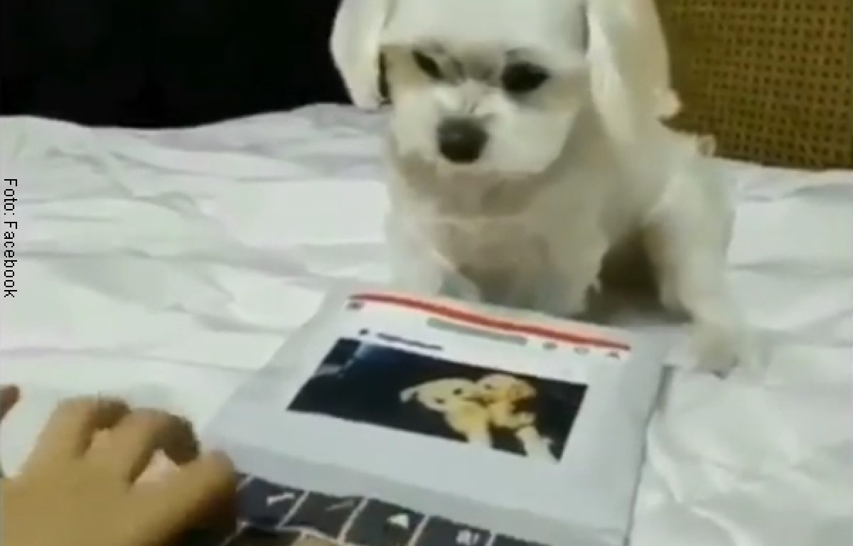 ¡Ternura total! A este cachorro le encanta usar el computador
