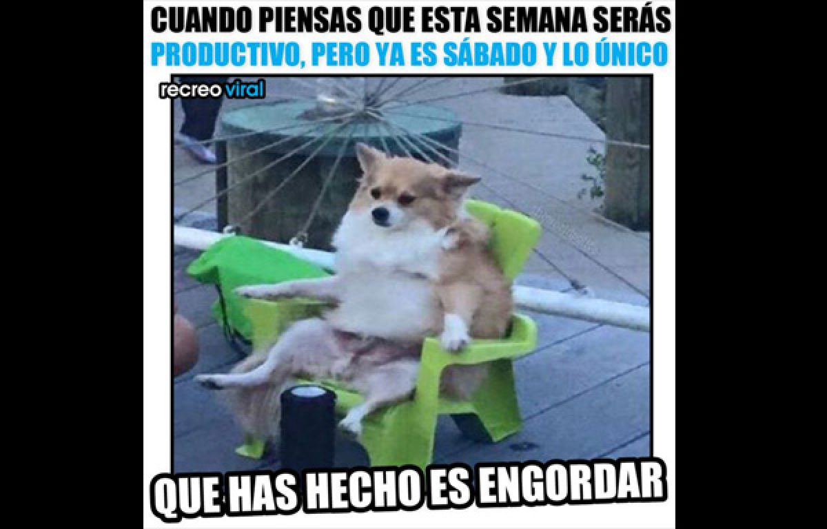 ¿La vida es un meme? Si lo dudas, mira estas imágenes