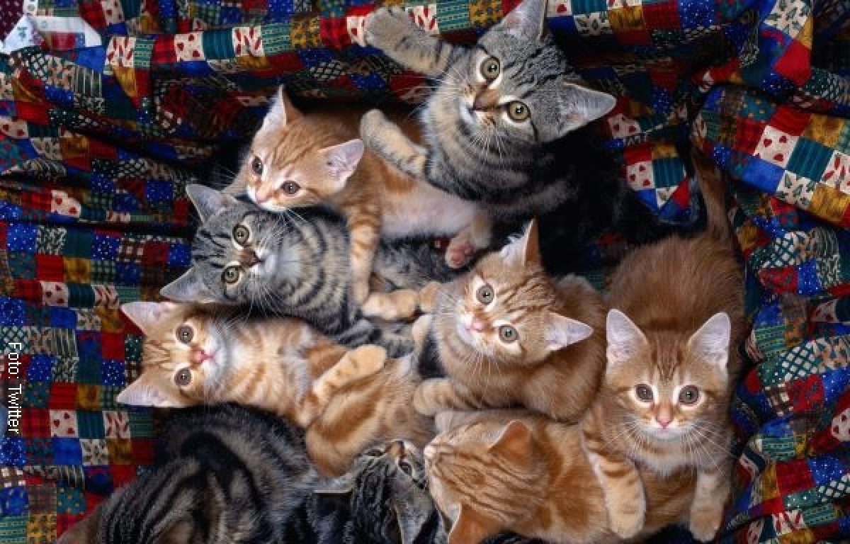 Dime de qué color es tu gato, y te diré que beneficios te traerá