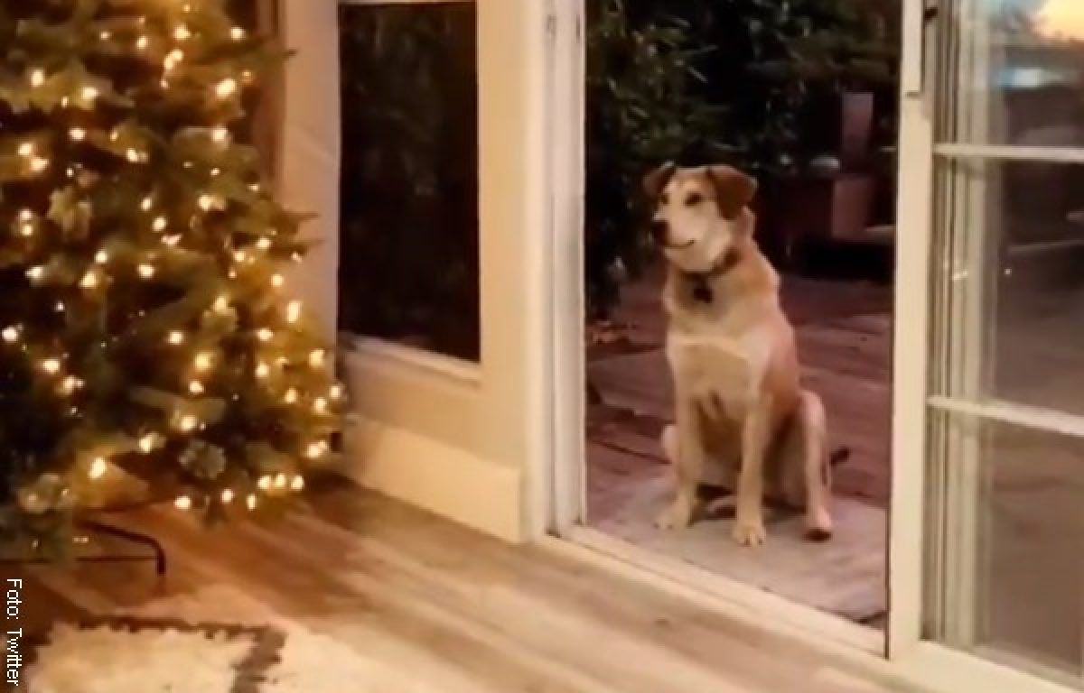 Perrito enamora en redes porque espera que le abran puerta invisible