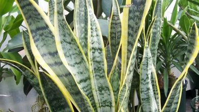 Lengua de suegra, para qué sirve esta particular planta