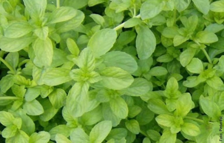 ¿Para qué sirve el poleo? Tenlo siempre a la mano