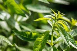 Para qué sirve el cidrón, conoce sus beneficios