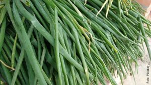 ¿Cómo cultivar cebolla larga? ¡Es fácil y práctico!