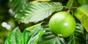 ¿Para qué sirve el borojó? ¿Realmente es afrodisiaco?