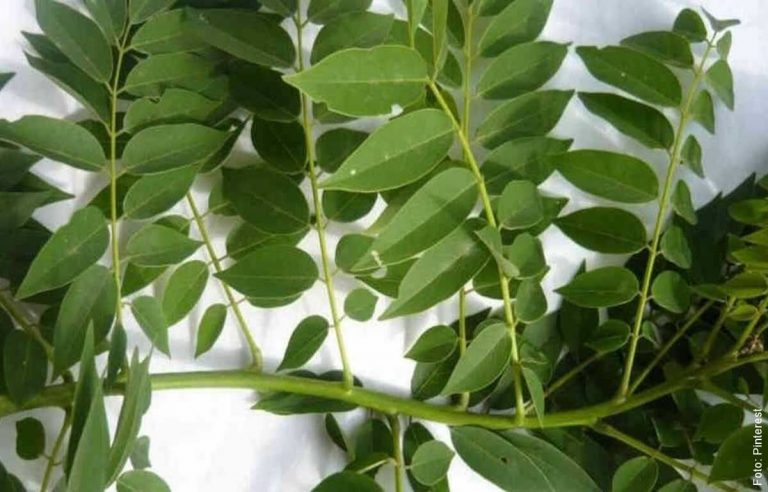 ¿Para qué sirve el matarratón? ¡Conócelo y úsalo!