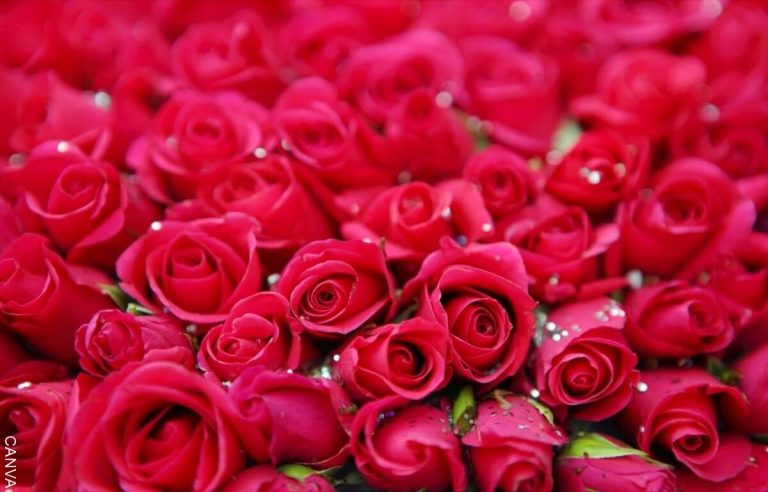 Significado de las rosas rojas cuando te las regalan