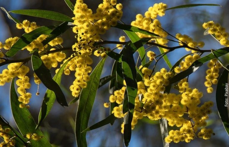 ¿Para qué sirve la acacia? Conoce sus beneficios