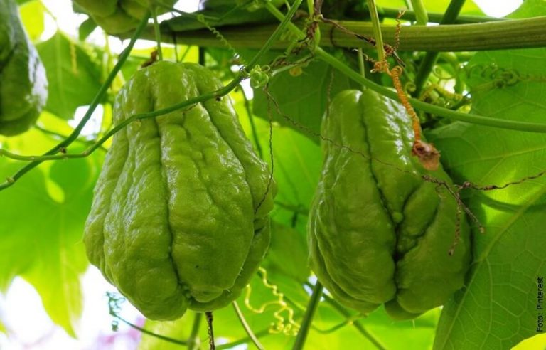 ¿Para qué sirve la guatila? Estos son sus beneficios