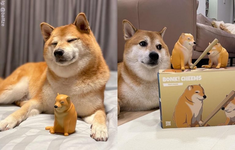 Perrito de los memes está enfermo y los usuarios se entristecen