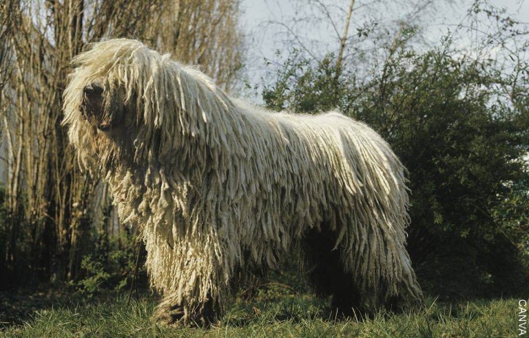 Razas de perros grandes, ¿cuál te gusta más?