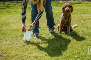 ¿Qué significa pisar popó de perro? Puede ser bueno