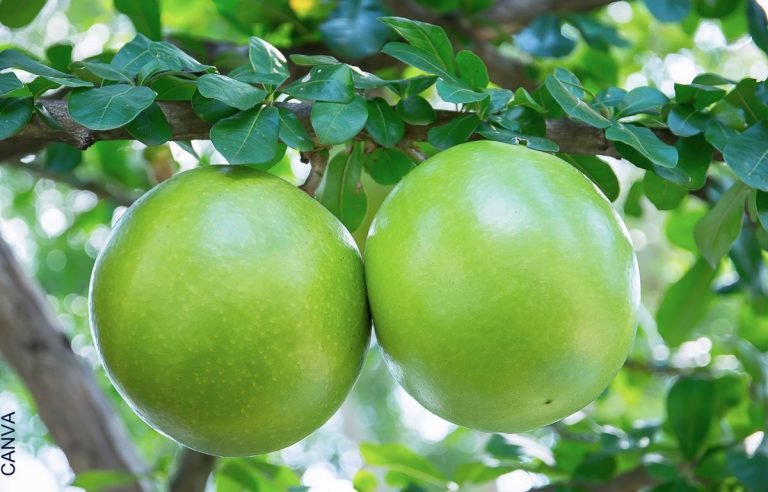 ¿Para qué sirve el totumo? ¡Un gran aliado para tu salud!