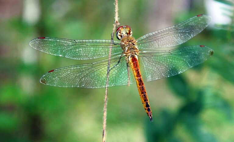 La libélula y su significado espiritual te sorprenderá