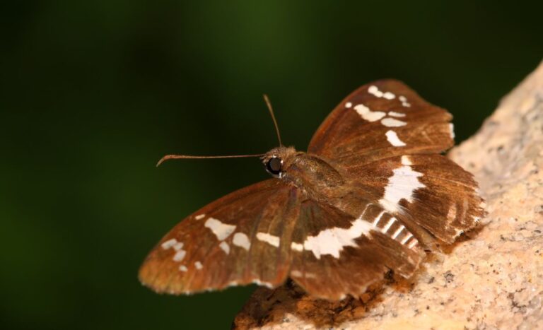 Mariposa café: significado espiritual y mensajes ocultos