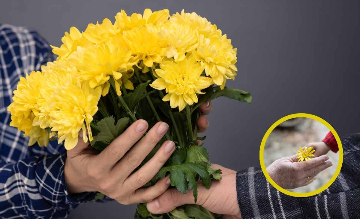 por qué se regalan flores amarillas el 21 de septiembre