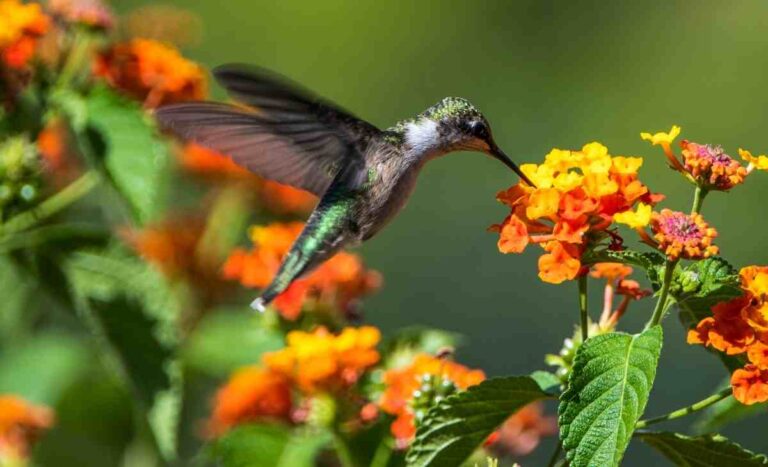 Significado espiritual del colibrí en tu casa: ¿Qué mensaje trae?