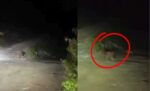 Video de la extraña criatura que captaron en plena vía de Colombia